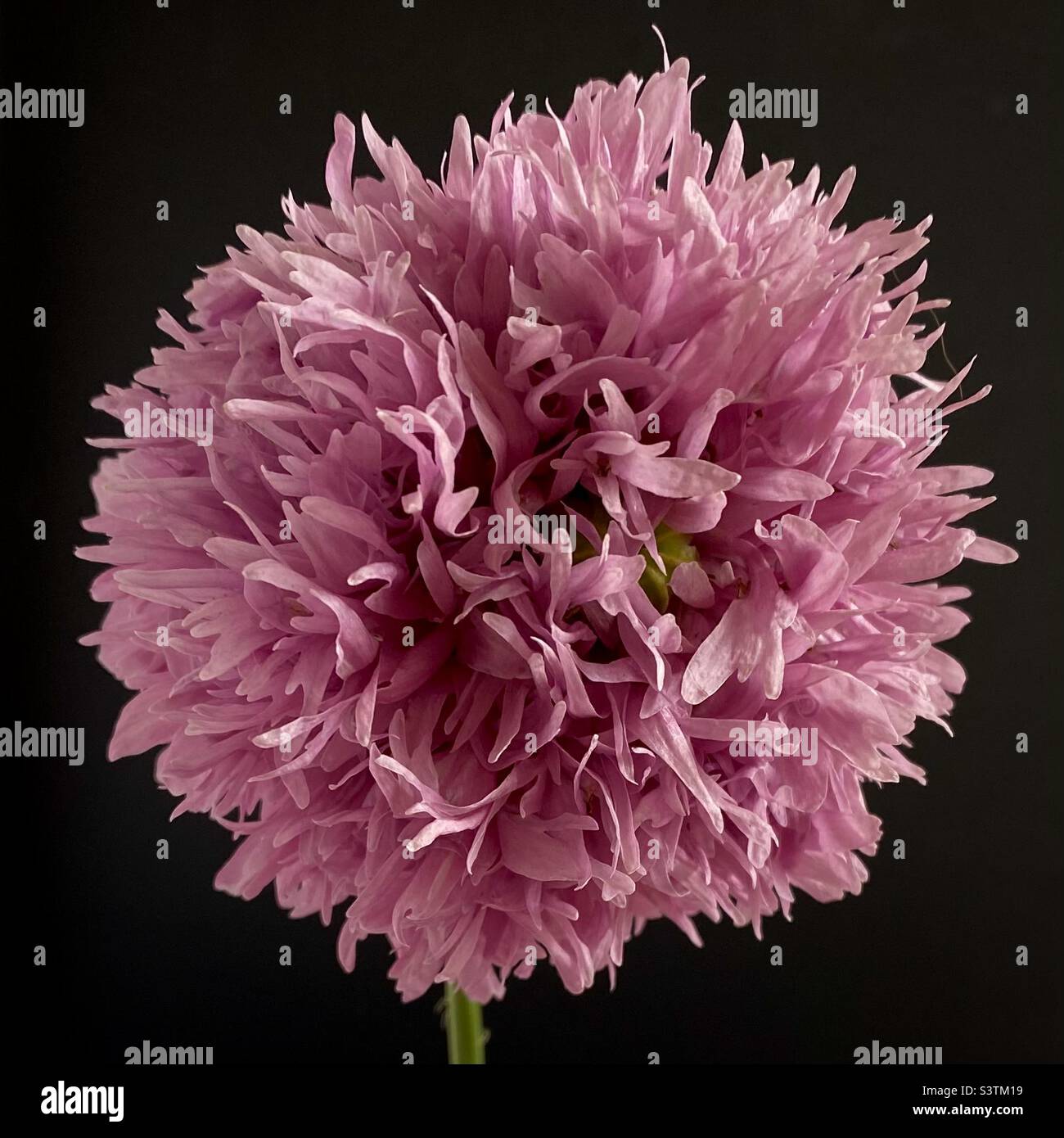 Large poppy hi-res stock photography and images - Alamy