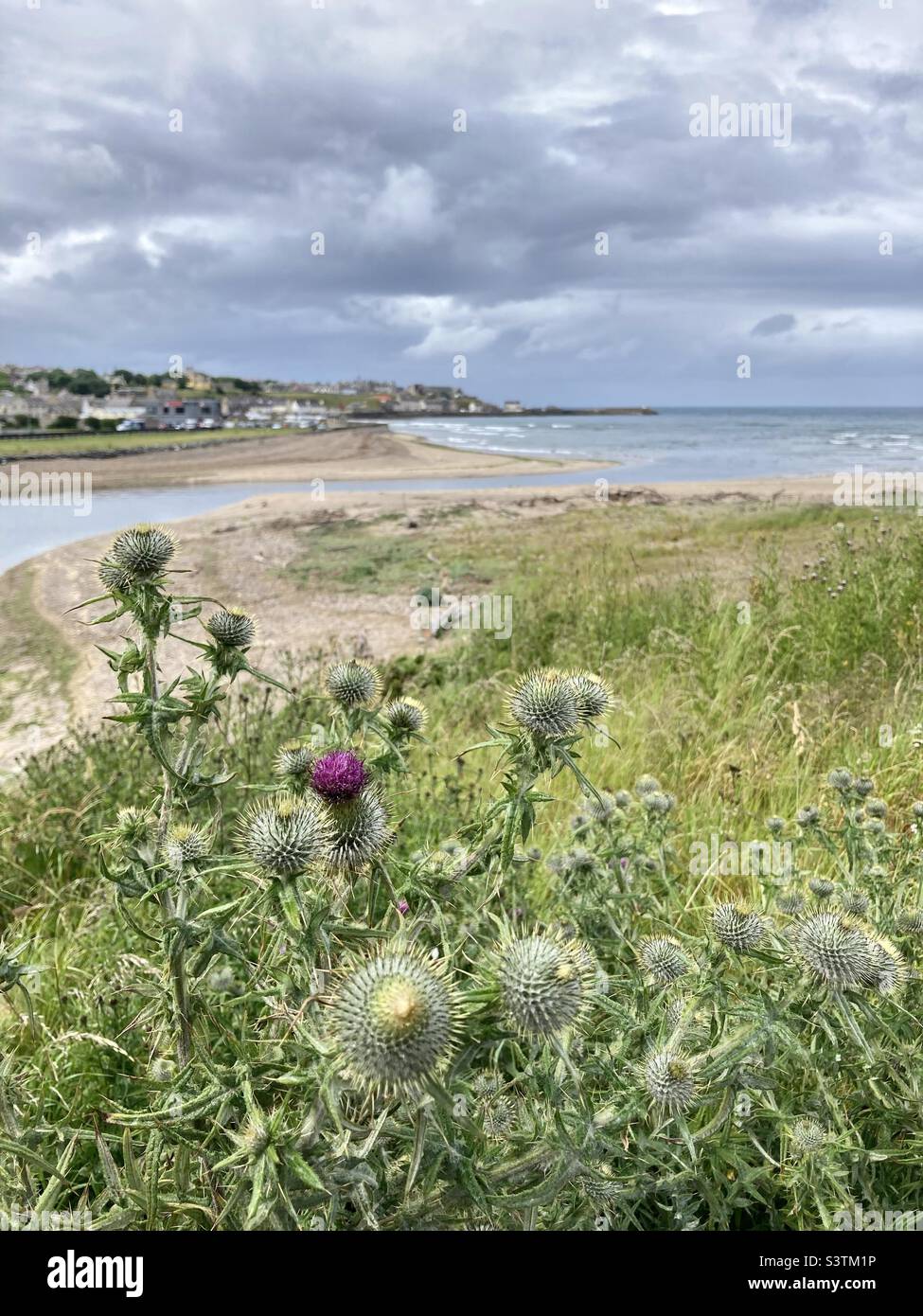 Thistles by the beach at Banff, Scotland Stock Photo - Alamy