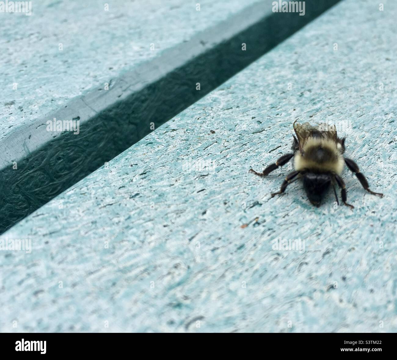 This sad little bee has damaged wings Stock Photo - Alamy