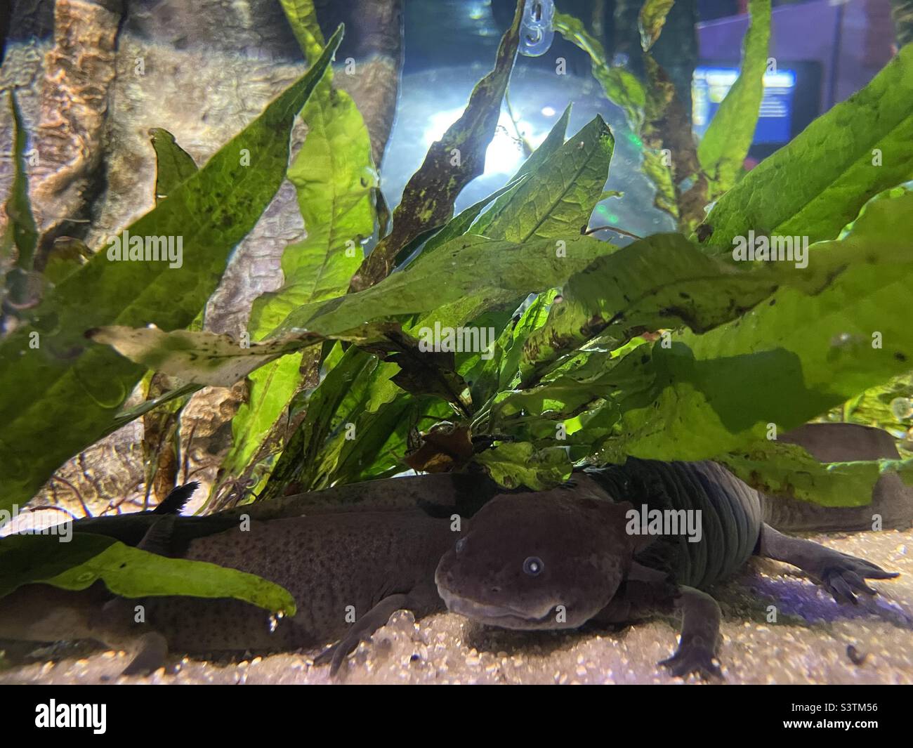 Axolotl salamander hi-res stock photography and images - Alamy