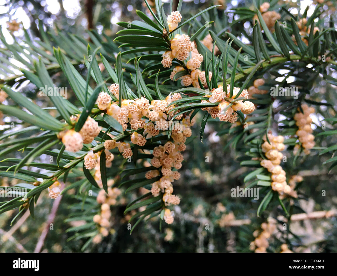 Yew branch hi-res stock photography and images - Alamy