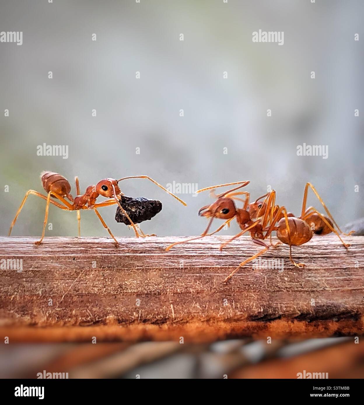 Ants and their food Stock Photo - Alamy
