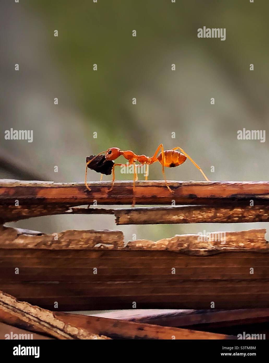 Ant and her food Stock Photo - Alamy