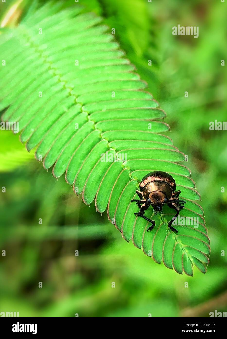 Amazing world of insects hi-res stock photography and images - Alamy