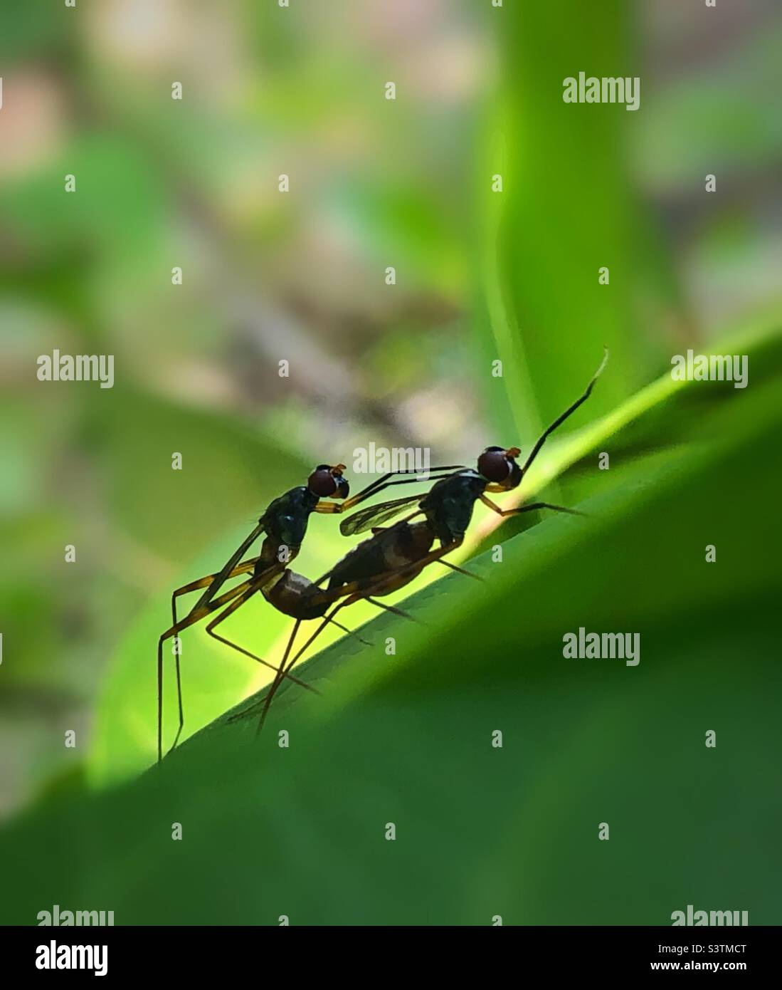 Insects mating hi-res stock photography and images - Alamy