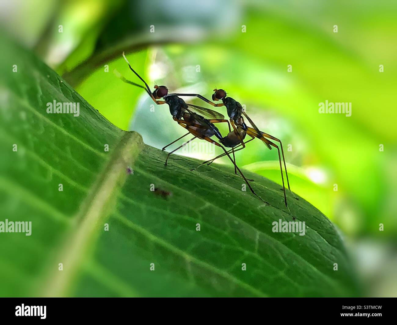 Insects in mating moment Stock Photo - Alamy