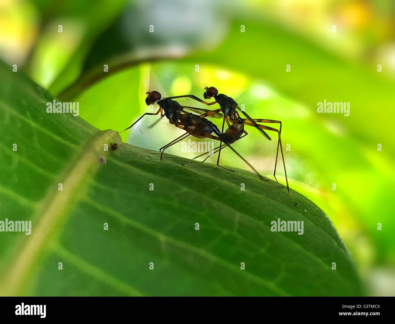 Insects in mating moment Stock Photo - Alamy