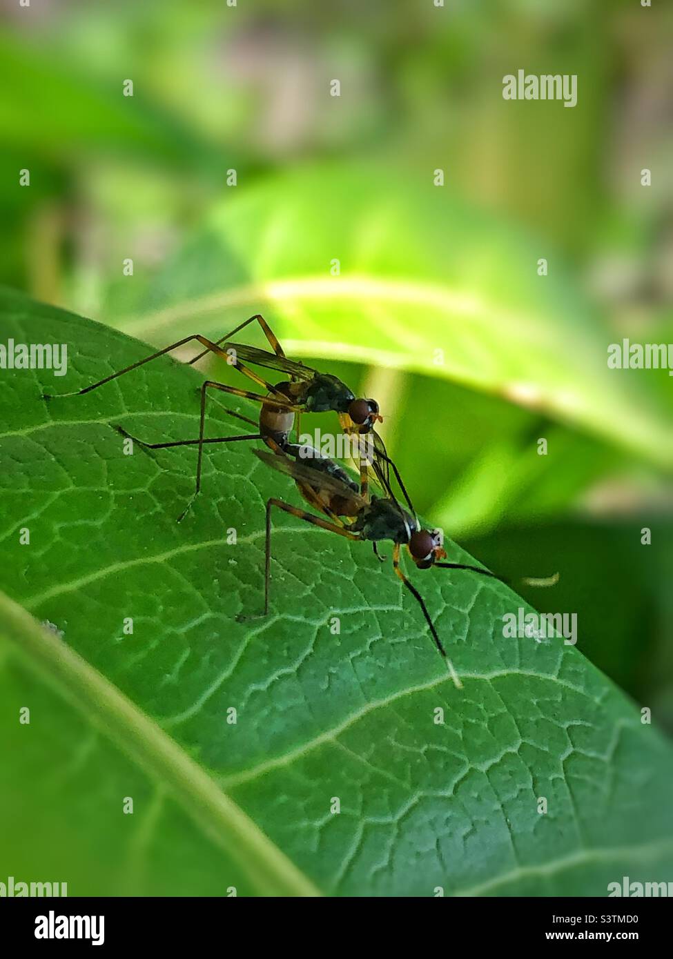 Mating moment hi-res stock photography and images - Alamy