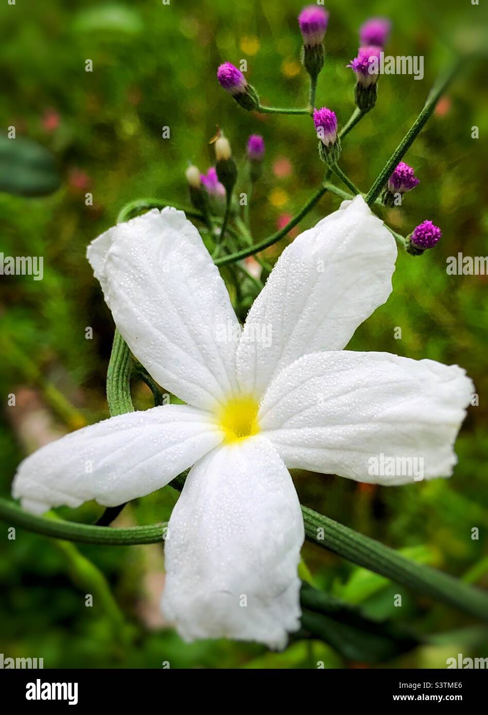 White lady flower hi-res stock photography and images - Alamy