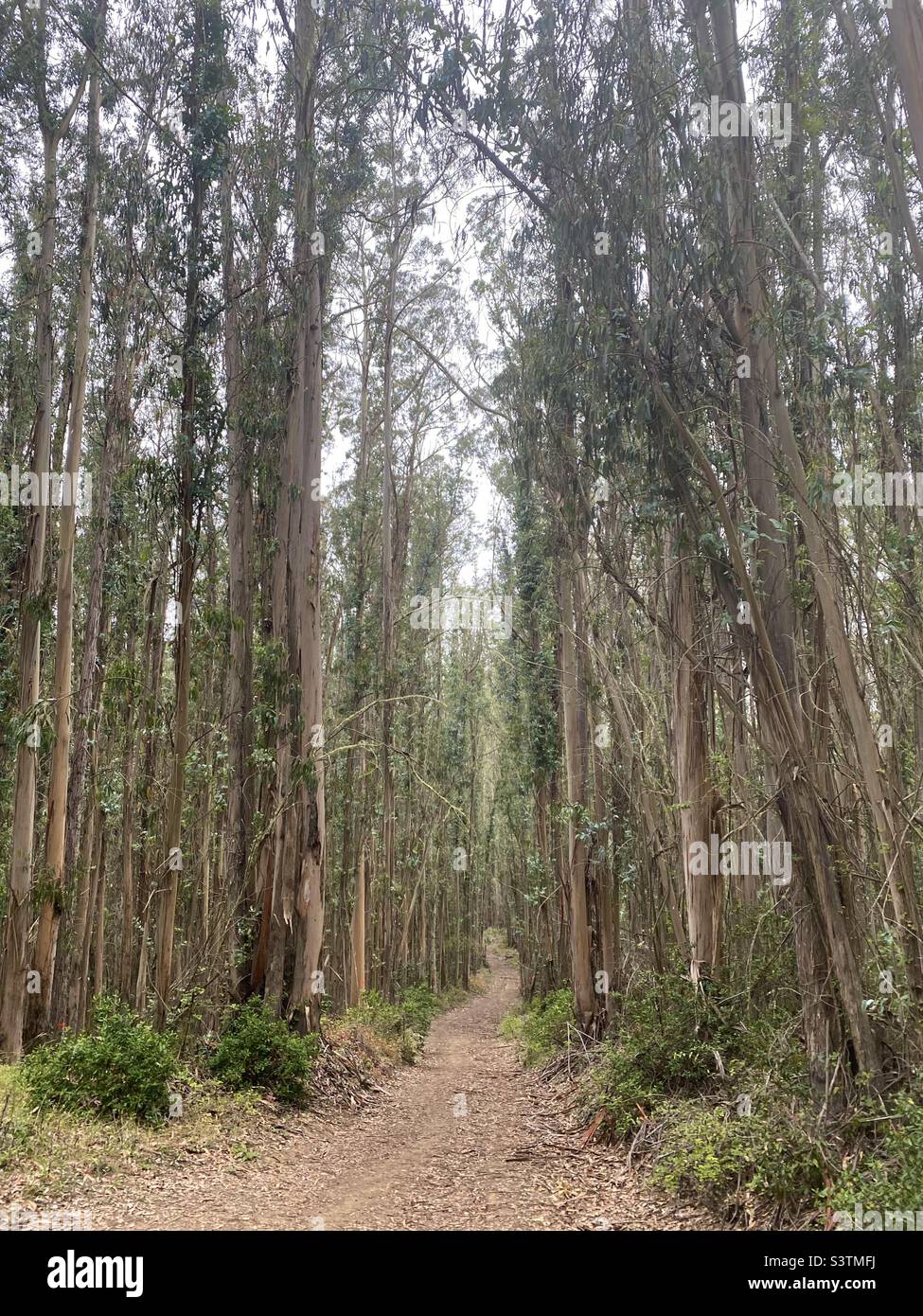 Eucalyptus forest hi-res stock photography and images - Alamy