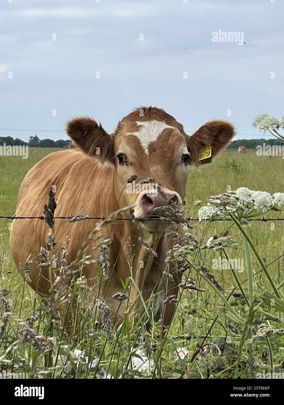 Cow looking out hi-res stock photography and images - Alamy