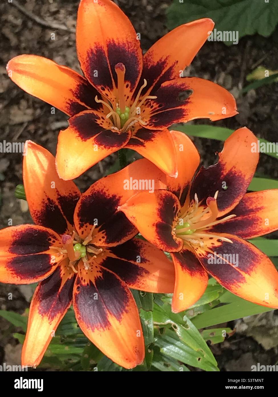 Trio of lilies hi-res stock photography and images - Alamy