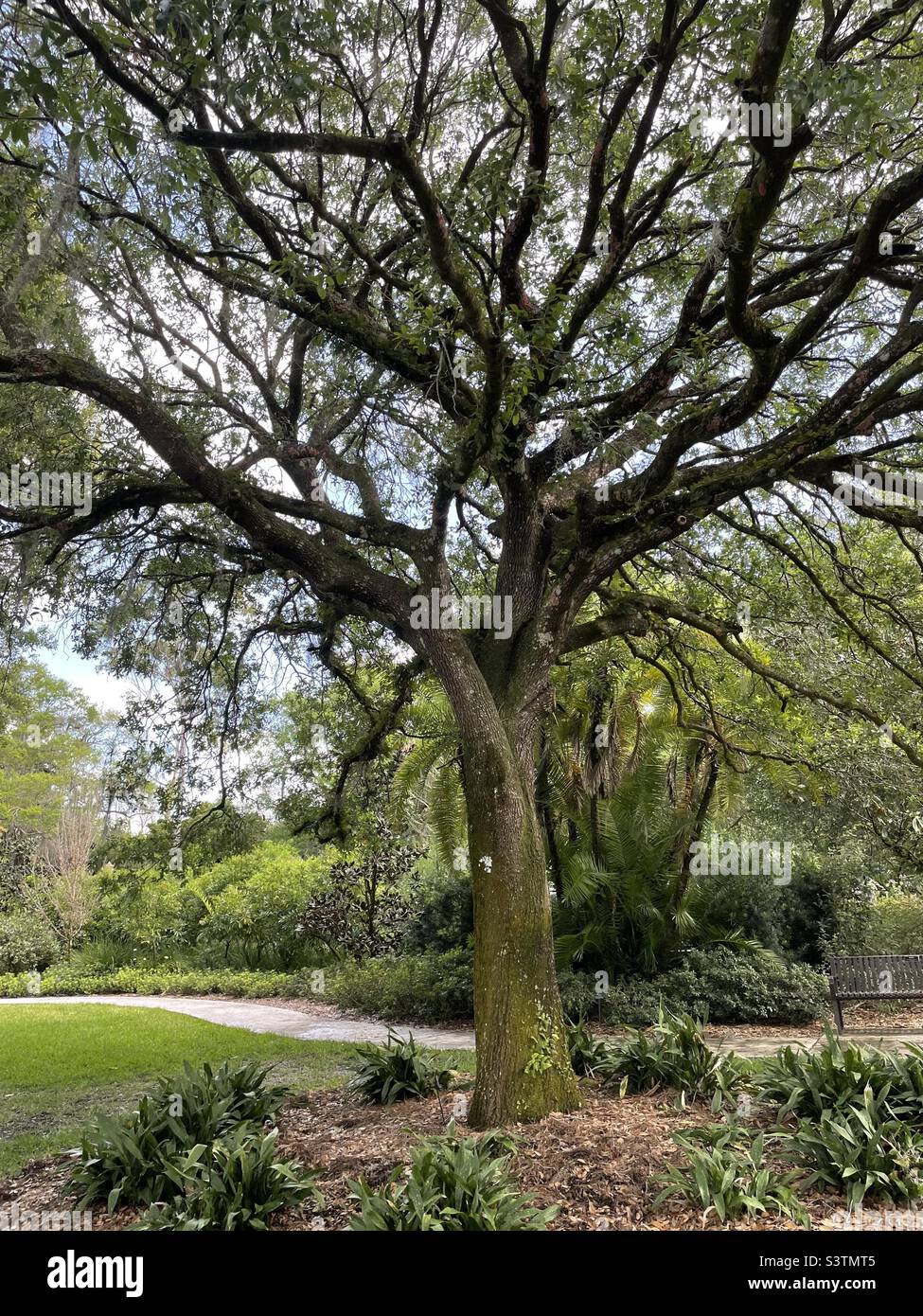 Tree large tree Stock Photo - Alamy