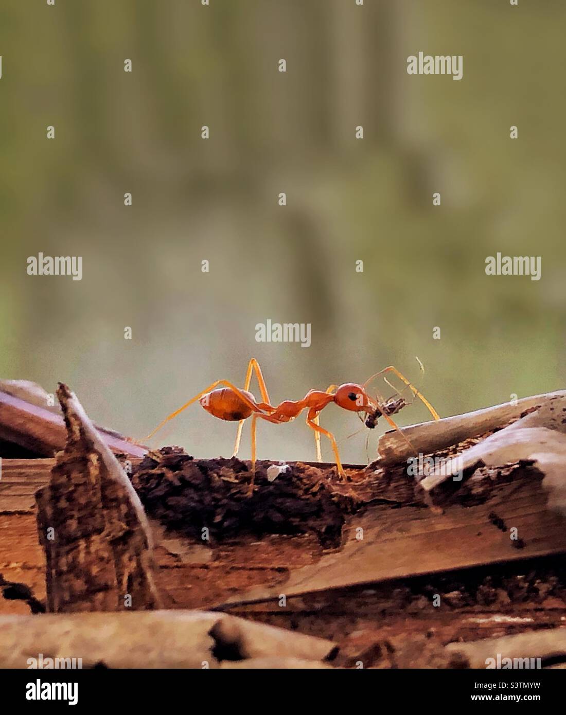 Ant delivering food Stock Photo - Alamy