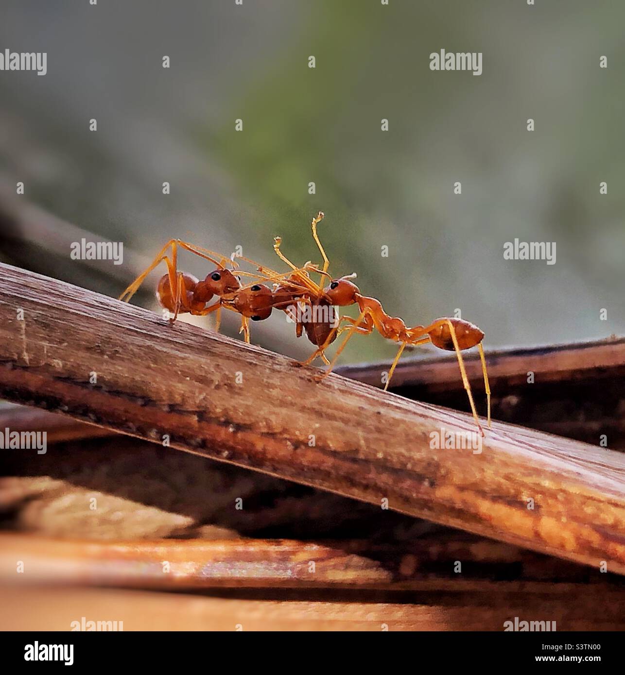 Nature of ants Stock Photo - Alamy