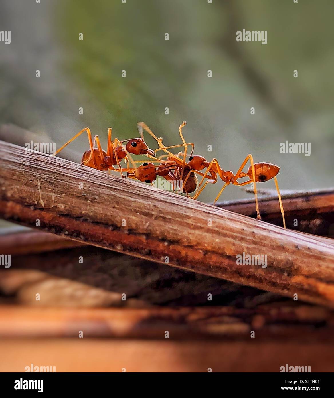 Amazing ants hi-res stock photography and images - Alamy