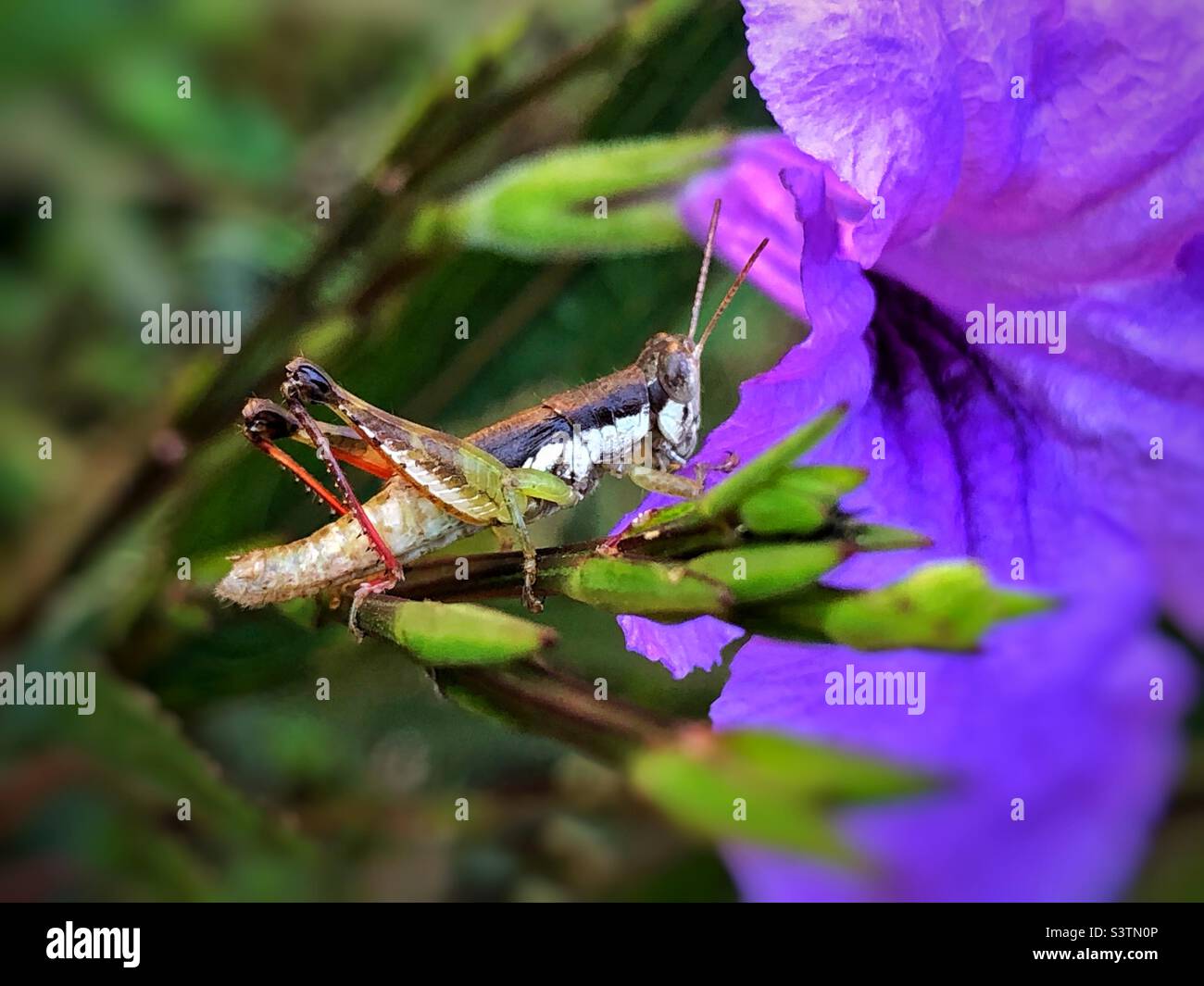 Nice purple flower hi-res stock photography and images - Alamy