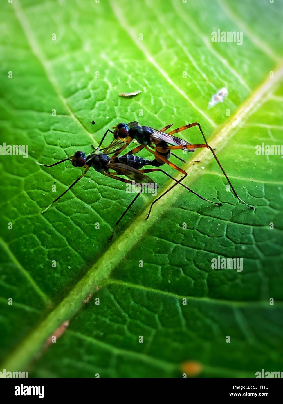 Beautiful insects hi-res stock photography and images - Alamy