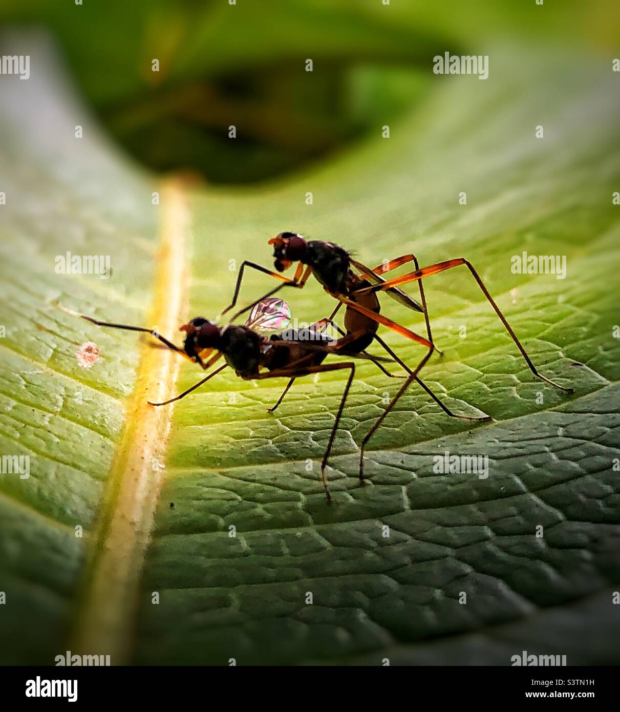 Insects mating hi-res stock photography and images - Alamy