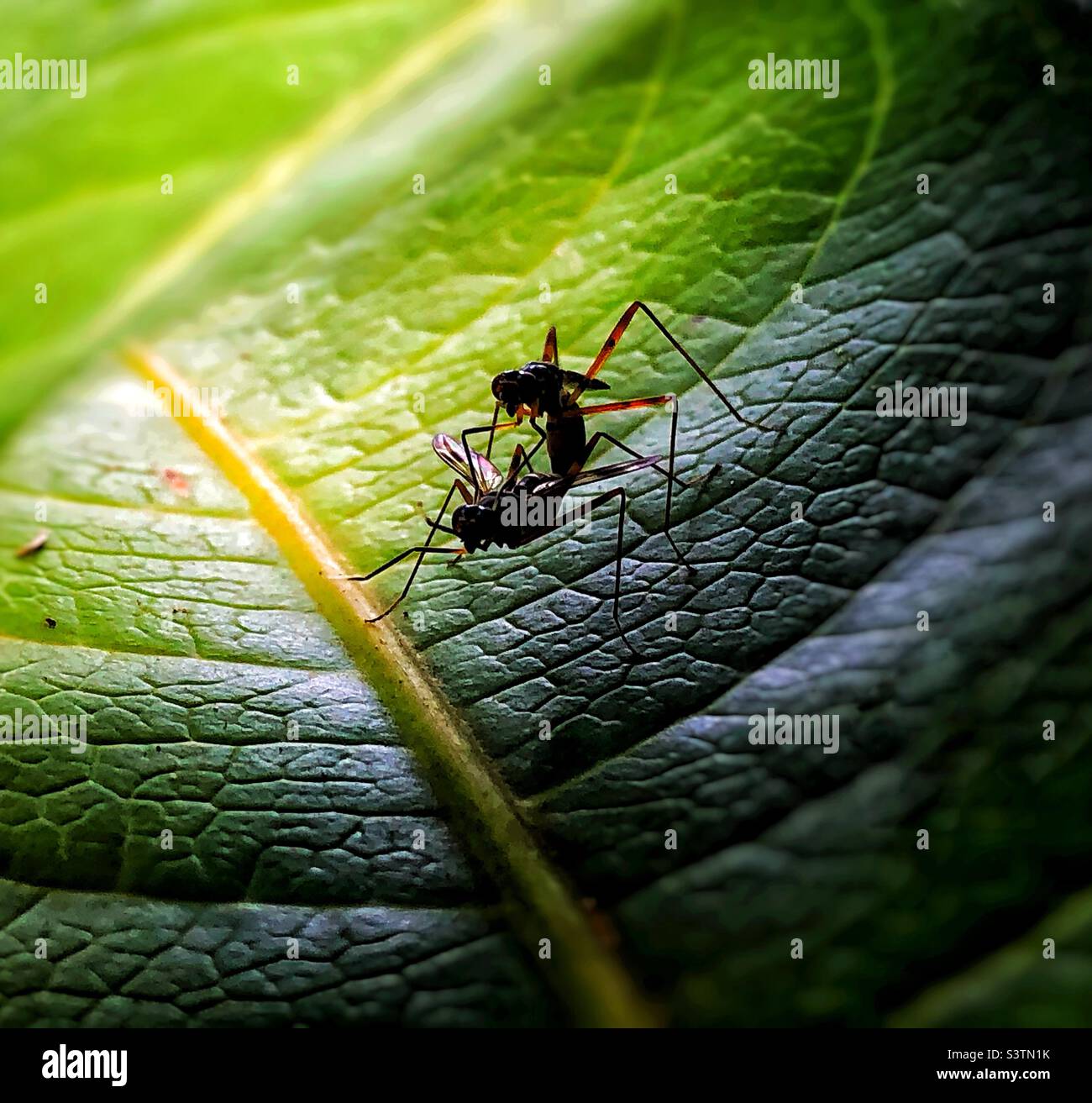 Mating in natural world hi-res stock photography and images - Alamy