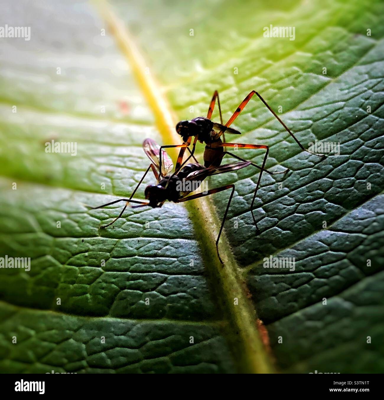 Insects in mating moment hi-res stock photography and images - Alamy