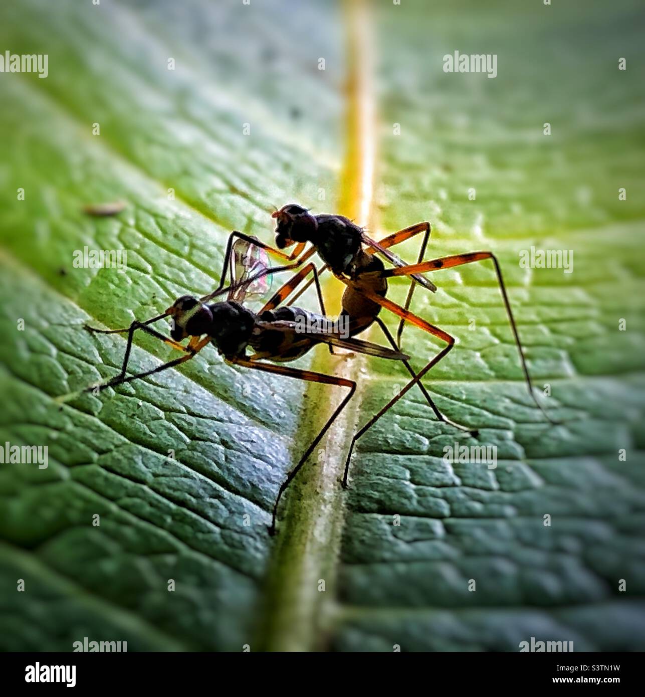 Insects in mating moment hi-res stock photography and images - Alamy