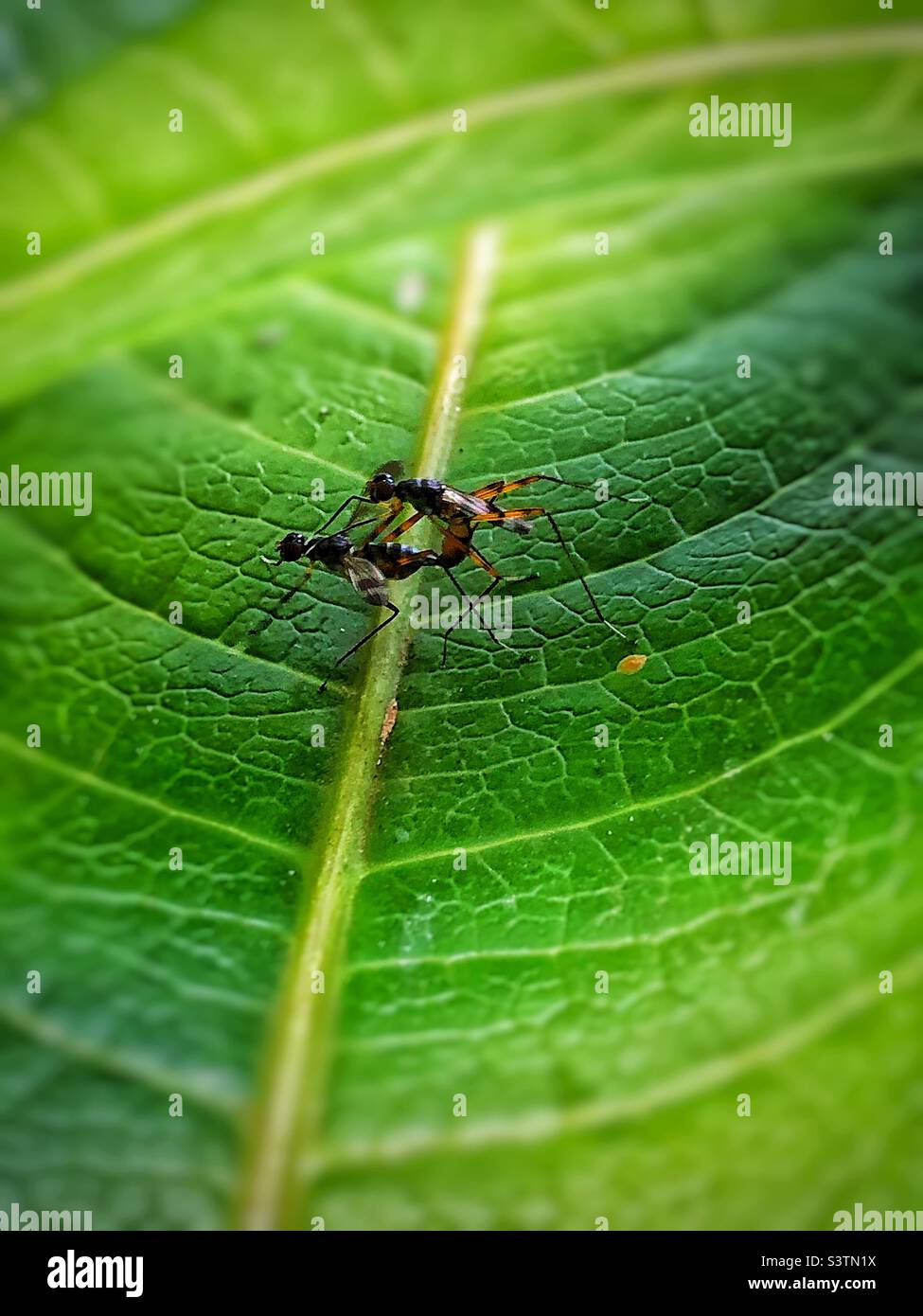 Insects in mating moment Stock Photo - Alamy
