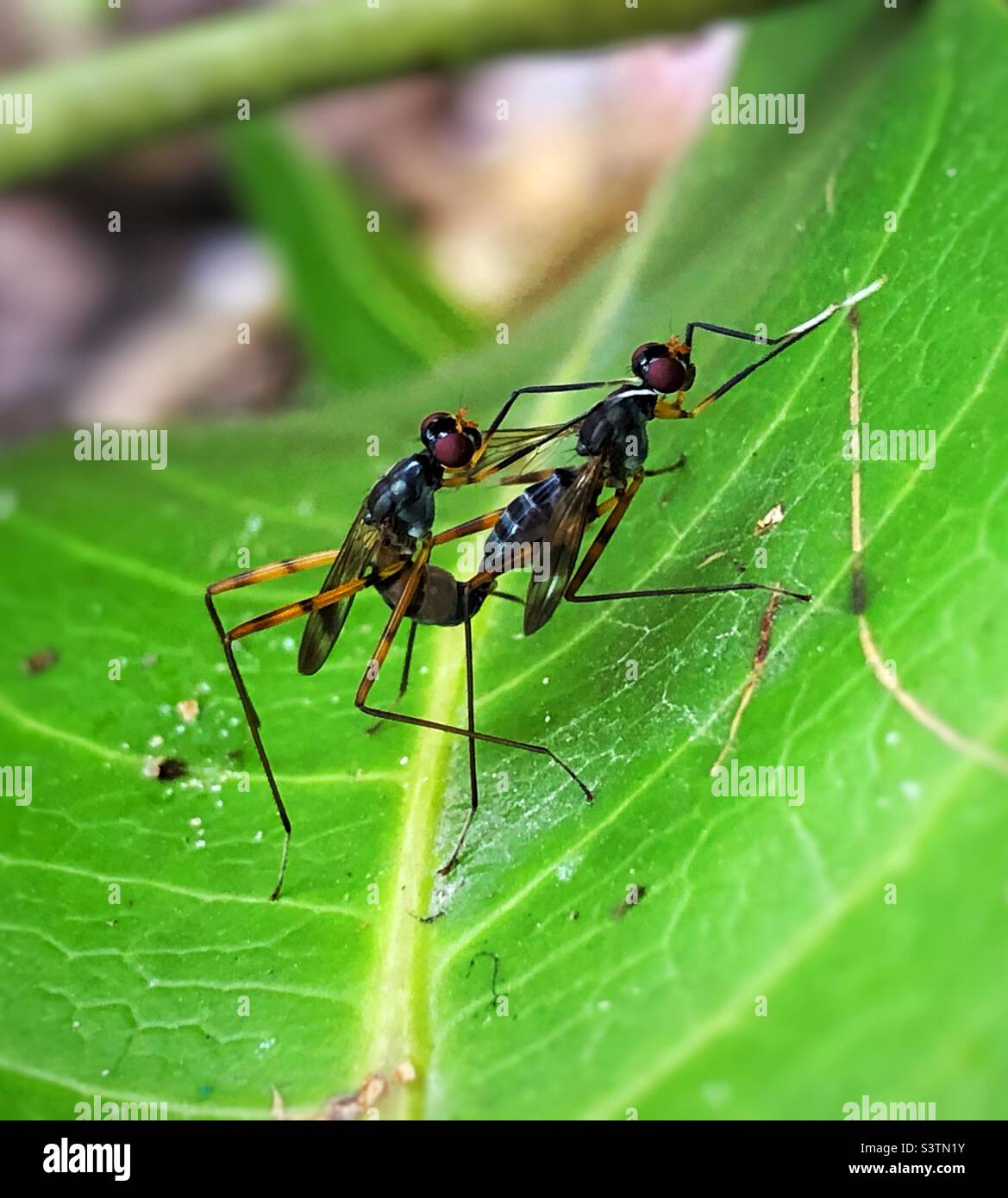 Insects in mating moment Stock Photo - Alamy