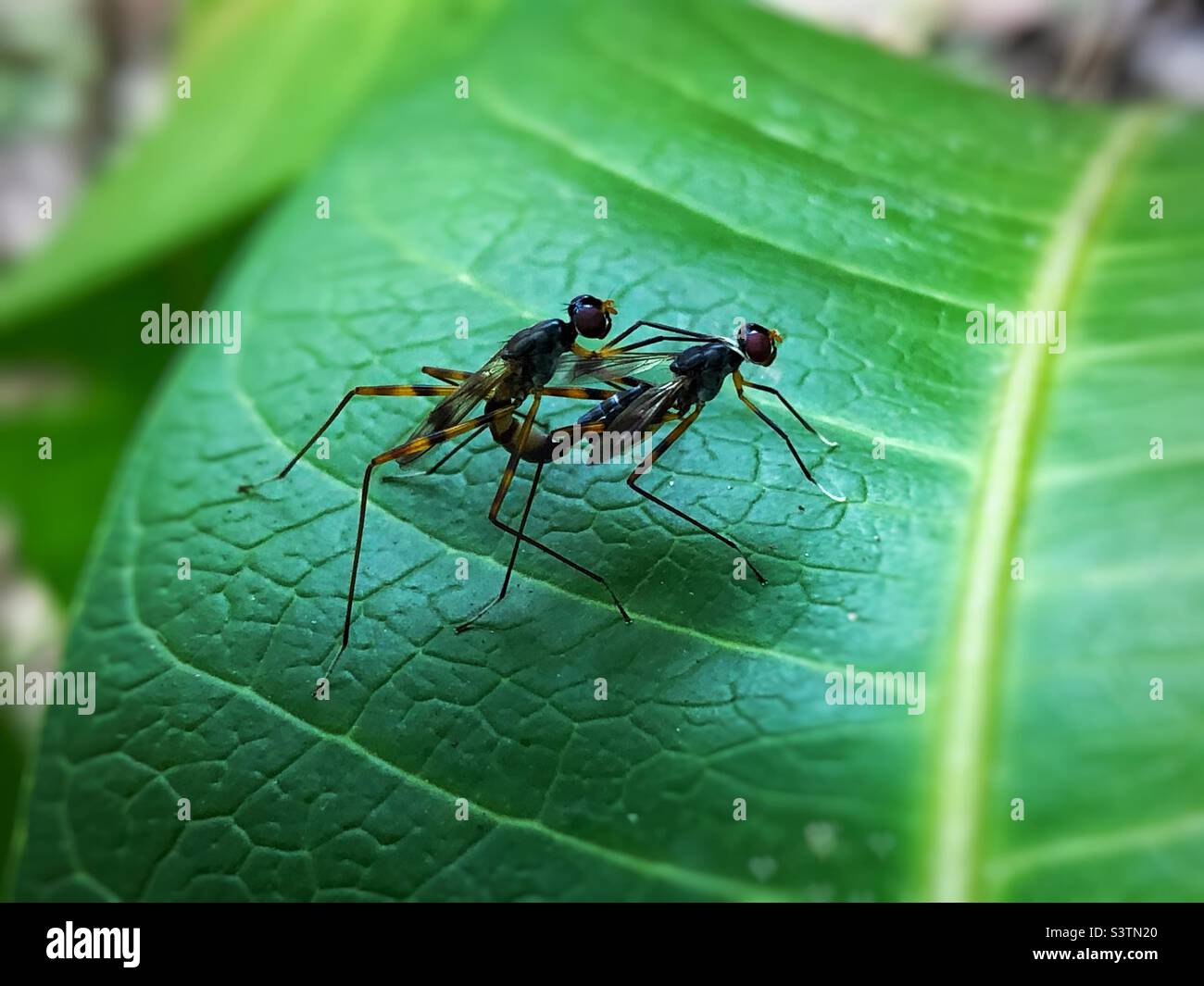 Insects in mating moment Stock Photo - Alamy