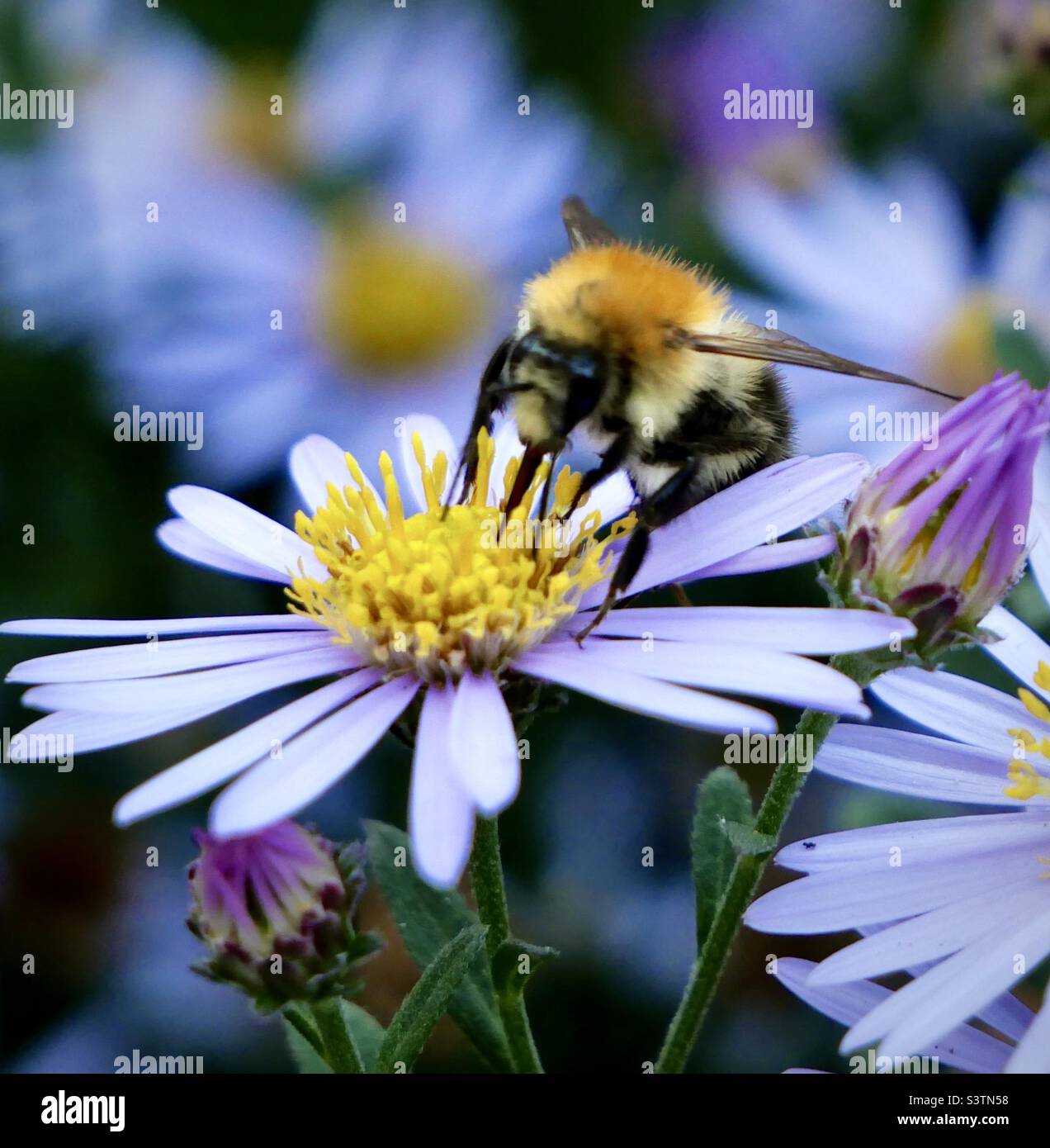 Bee nature hi-res stock photography and images - Alamy