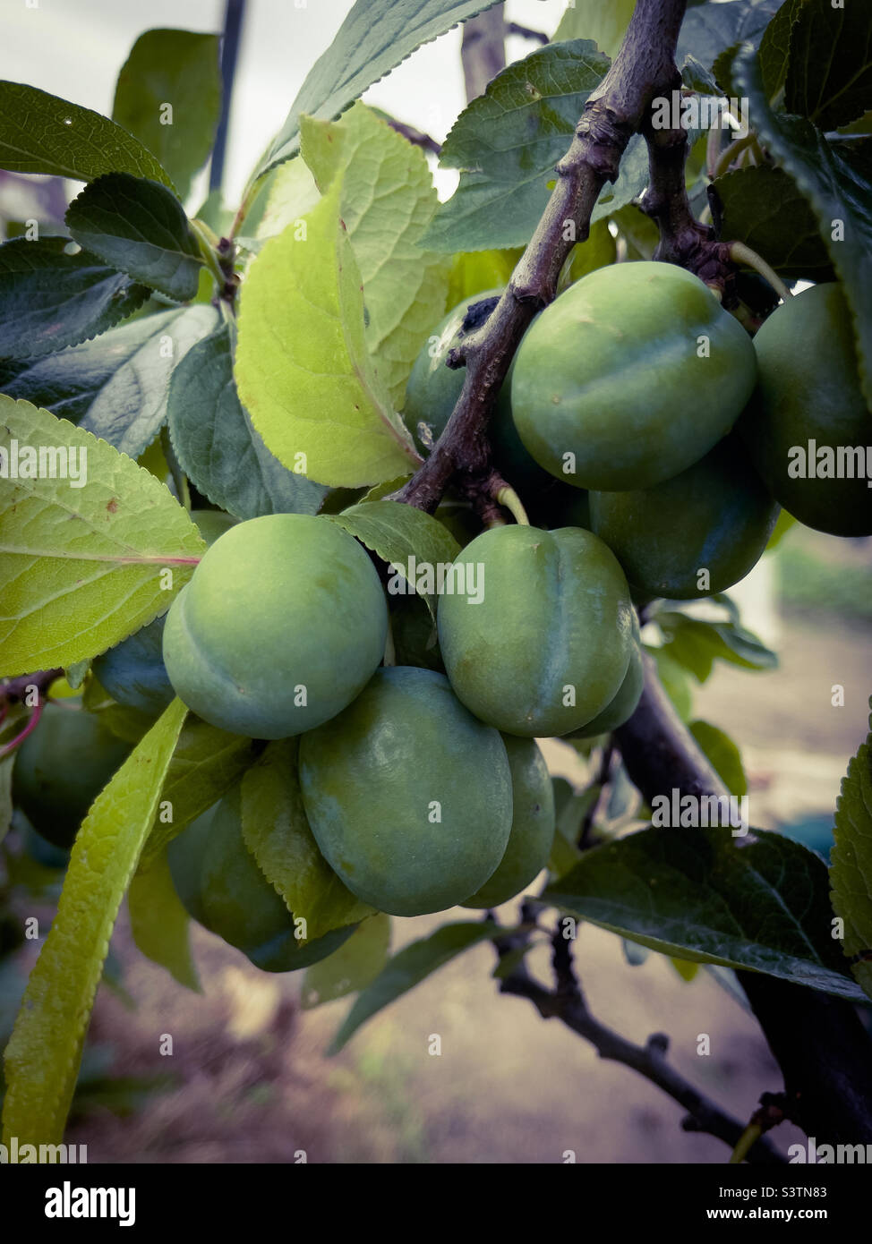 Greengage tree hi-res stock photography and images - Alamy