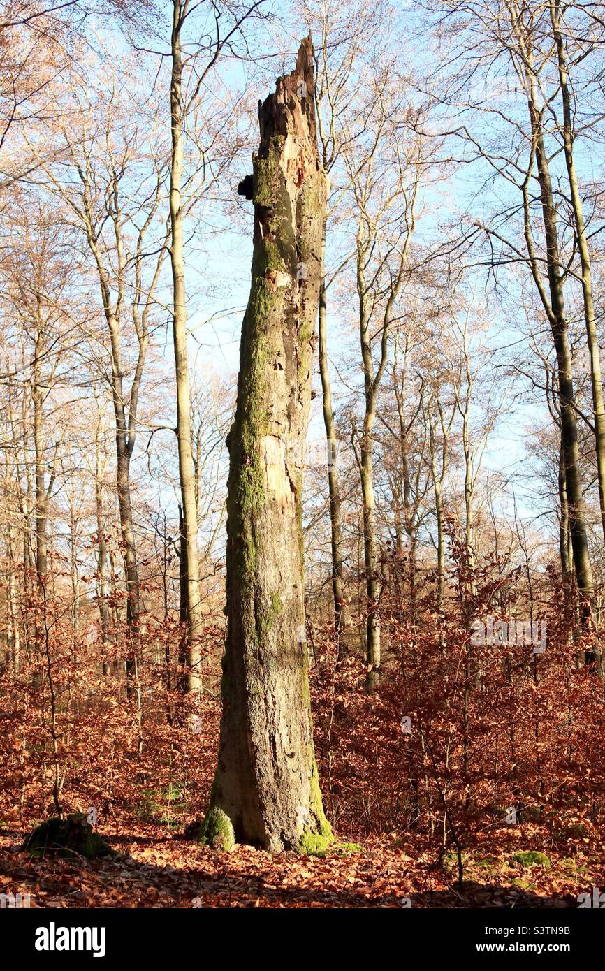 Dead timber hi-res stock photography and images - Alamy