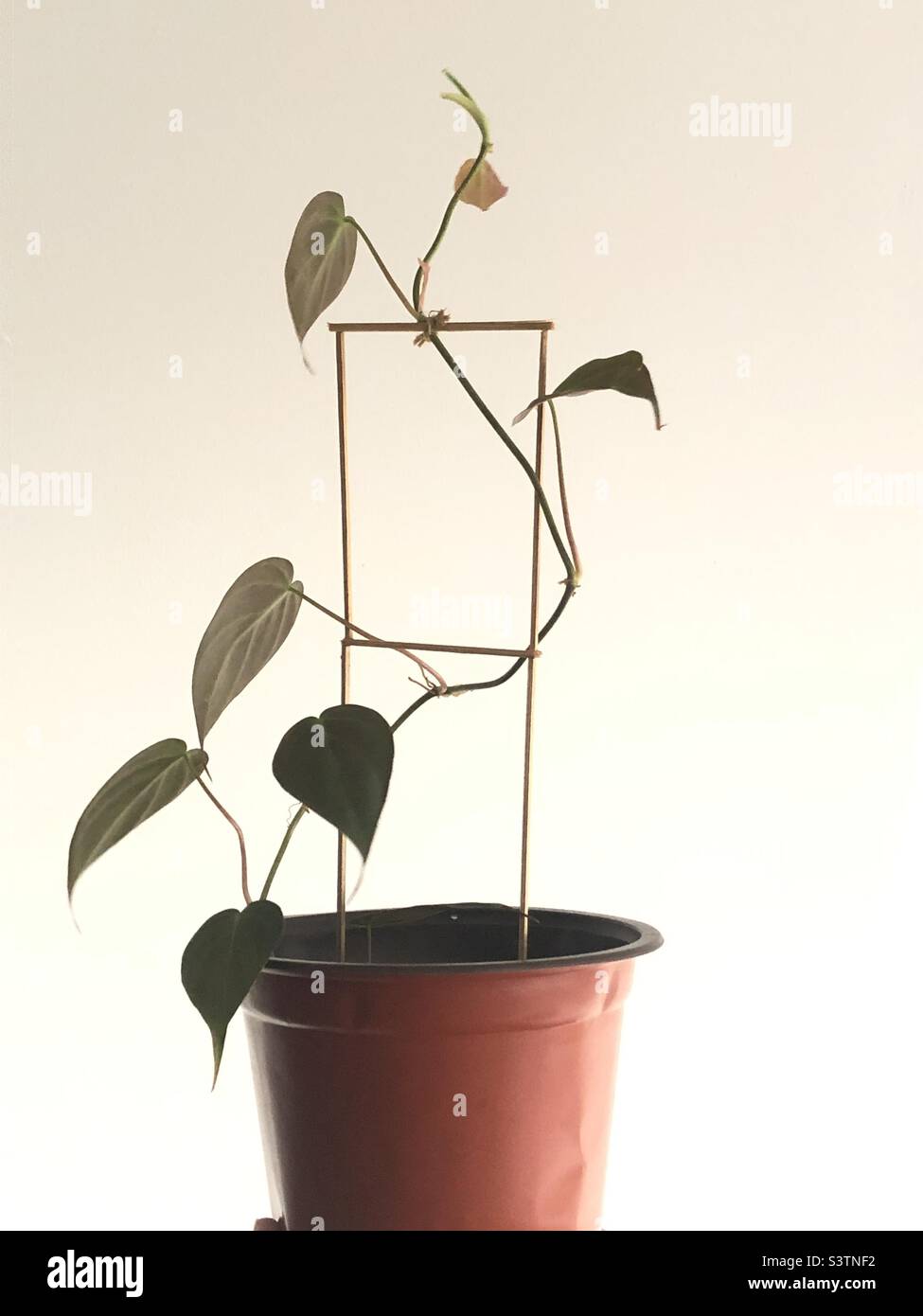 Philodendron mican hi-res stock photography and images - Alamy