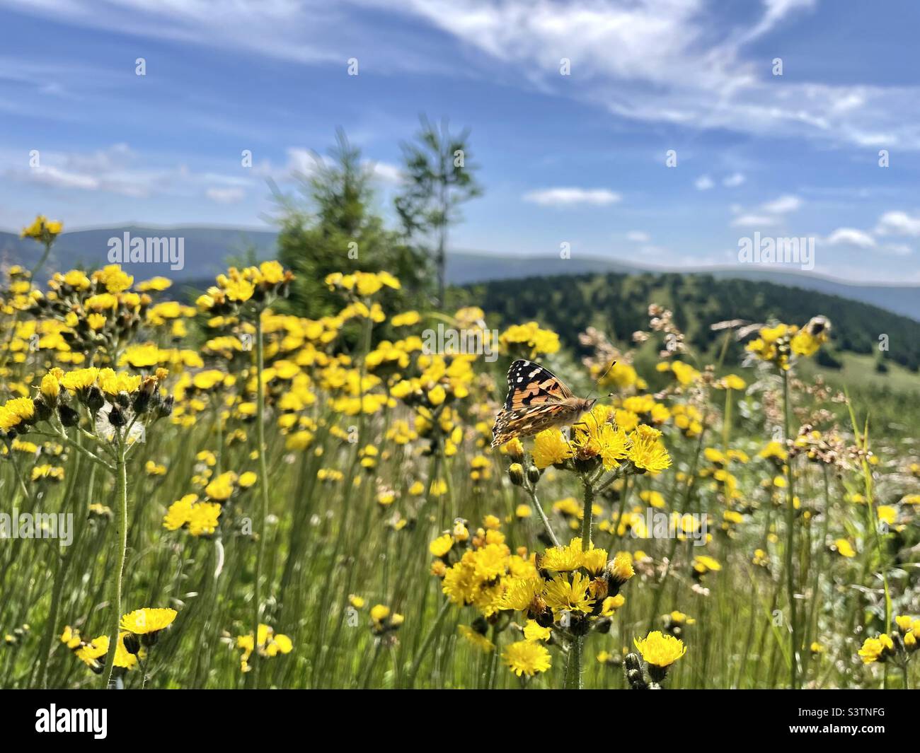 Butterfly czech republic hi-res stock photography and images - Alamy