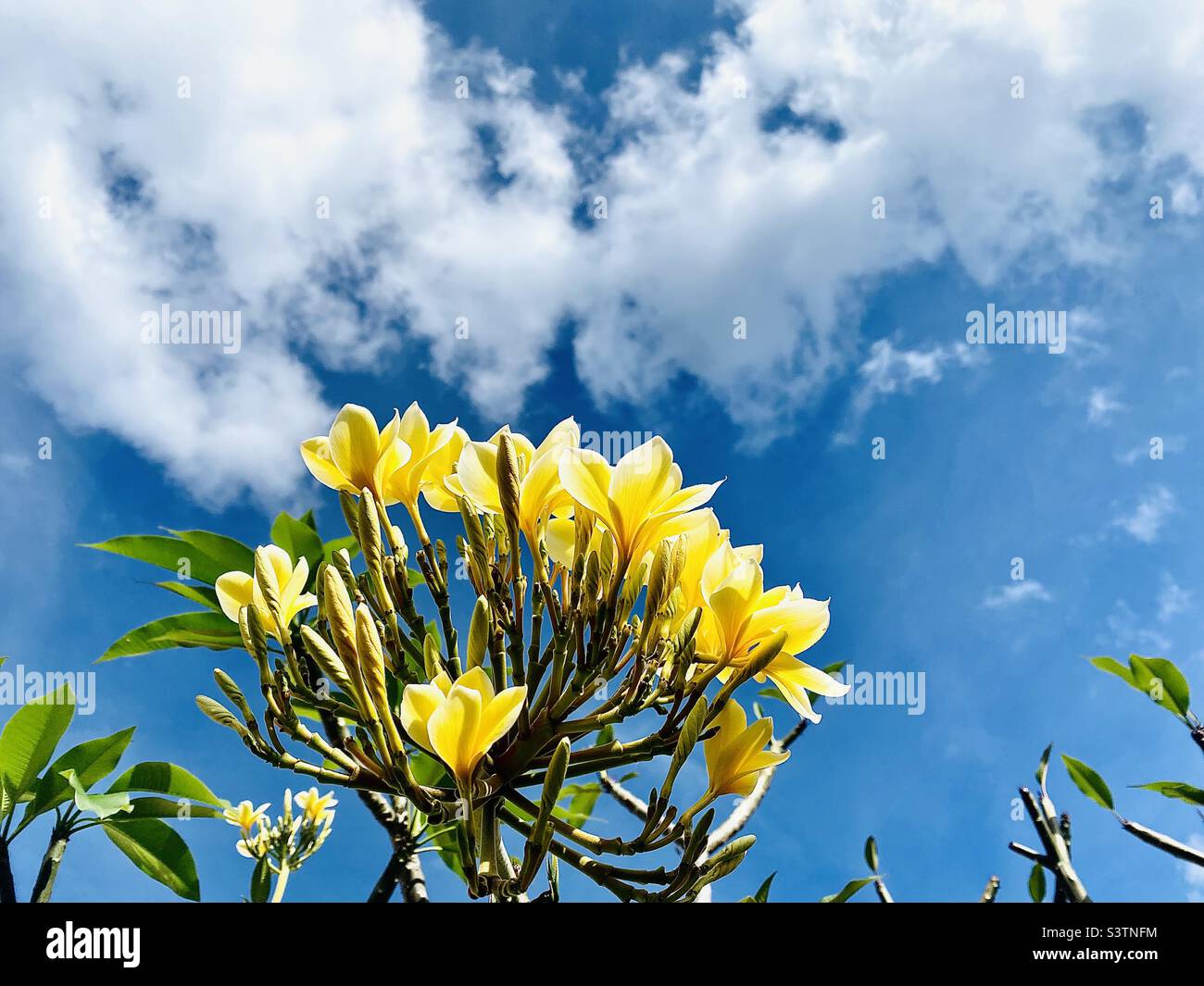 Bali frangipani hi-res stock photography and images - Alamy