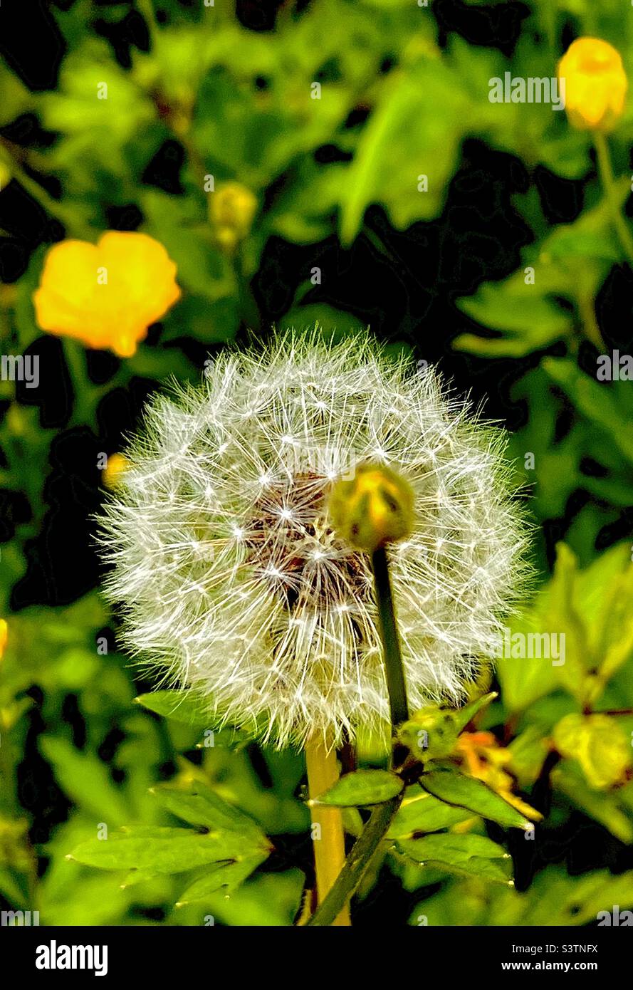 Dandelion fluff stockimo hi-res stock photography and images - Alamy