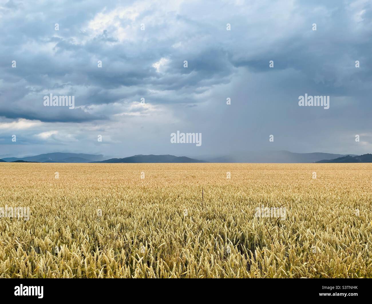 Rain on summer crops Stock Photo - Alamy