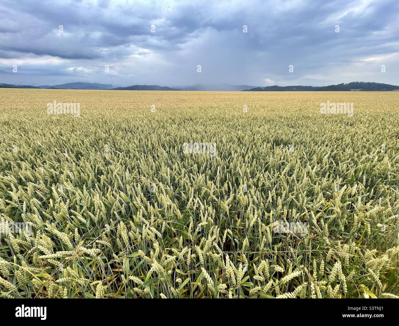Rain on Moravian crops Stock Photo - Alamy