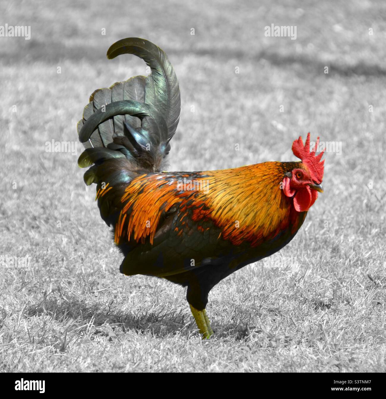 Rooster wattles hi-res stock photography and images - Alamy