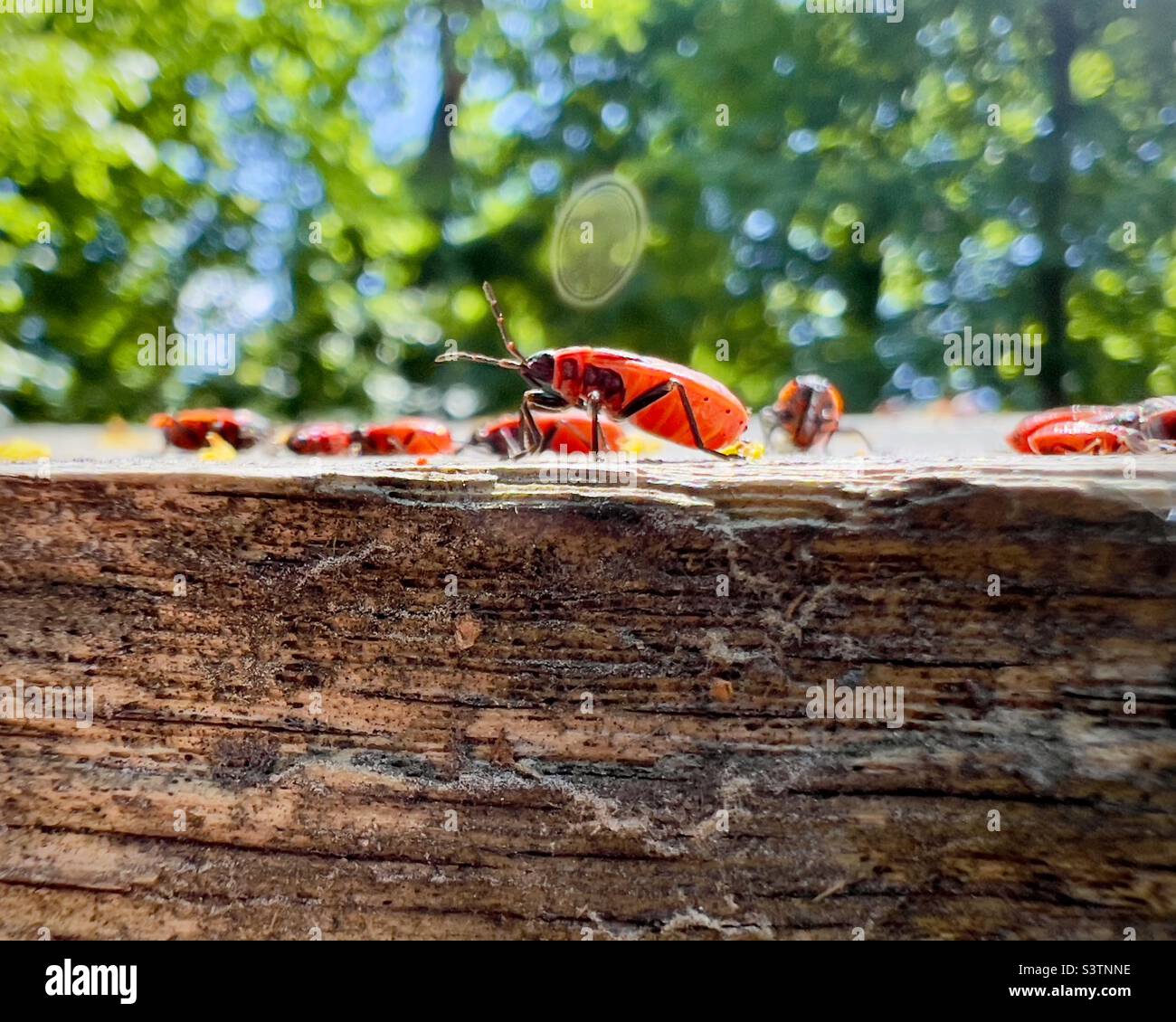 Insect kingdom hi-res stock photography and images - Alamy