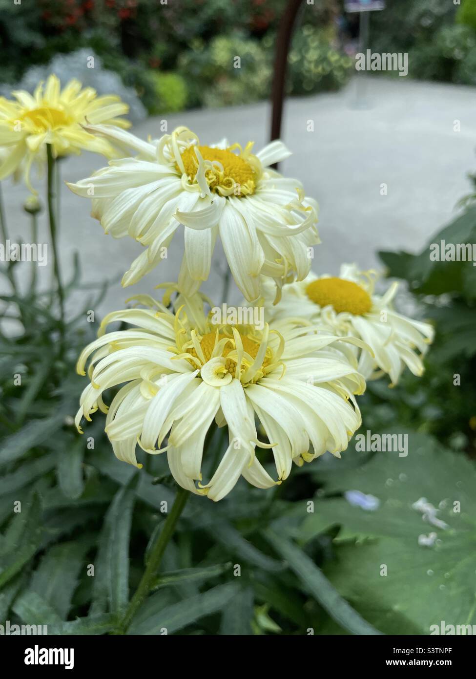 Yellow daises hi-res stock photography and images - Alamy