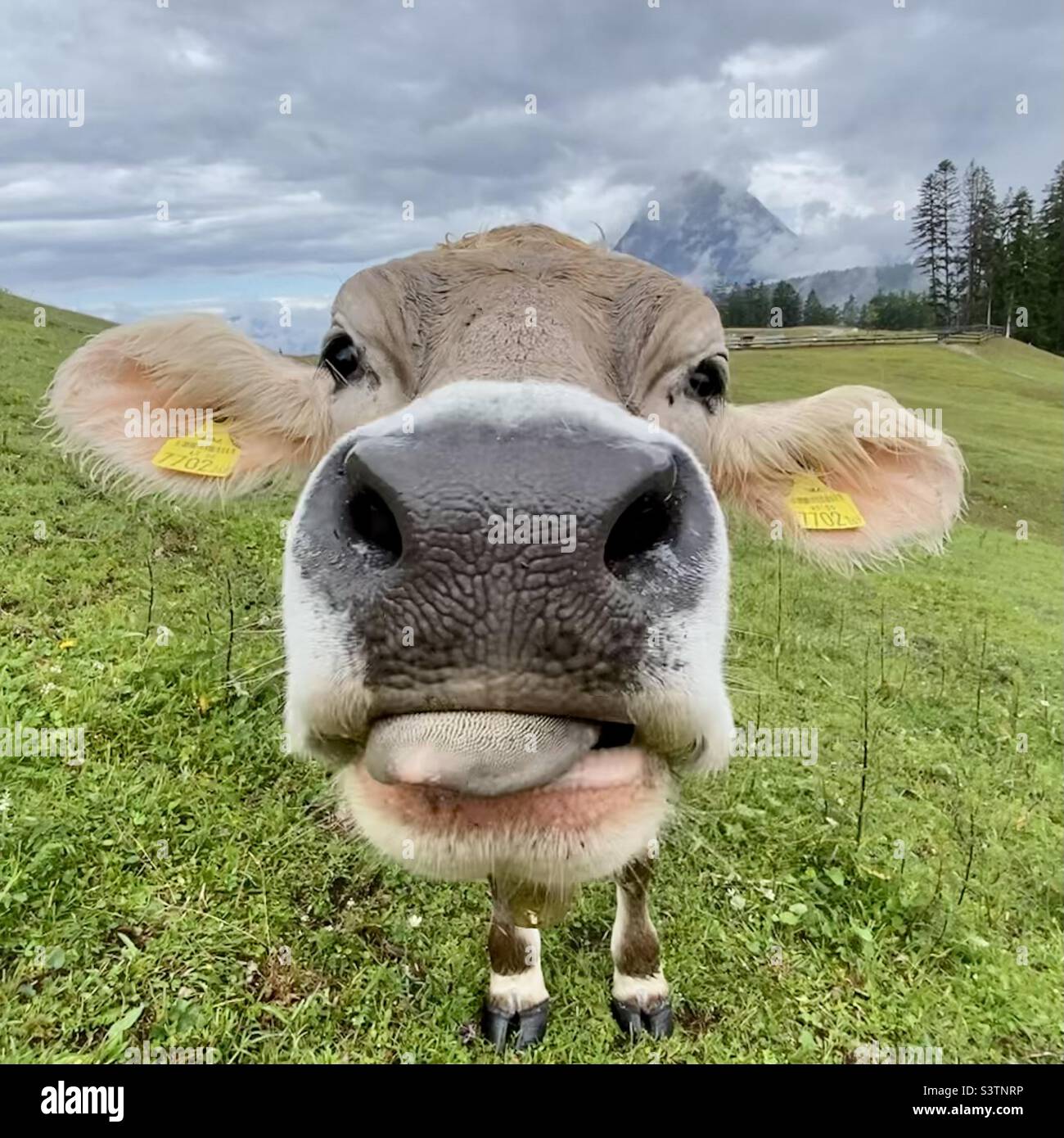Friendly cow hi-res stock photography and images - Alamy