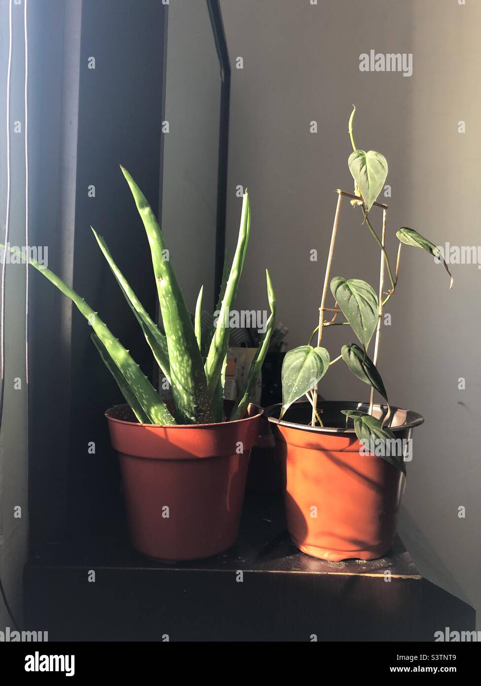 Philodendron mican hi-res stock photography and images - Alamy