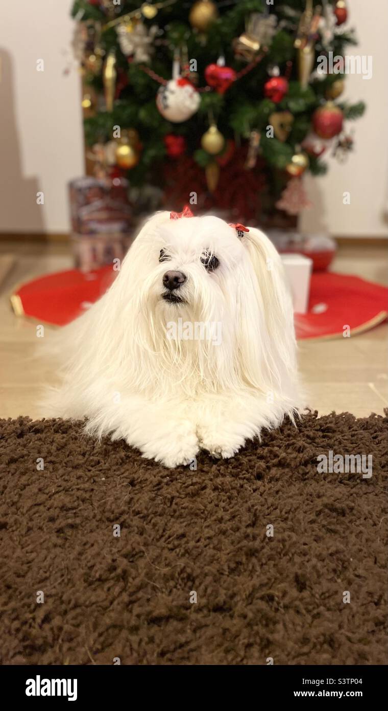Puppy under a tree hi-res stock photography and images - Alamy