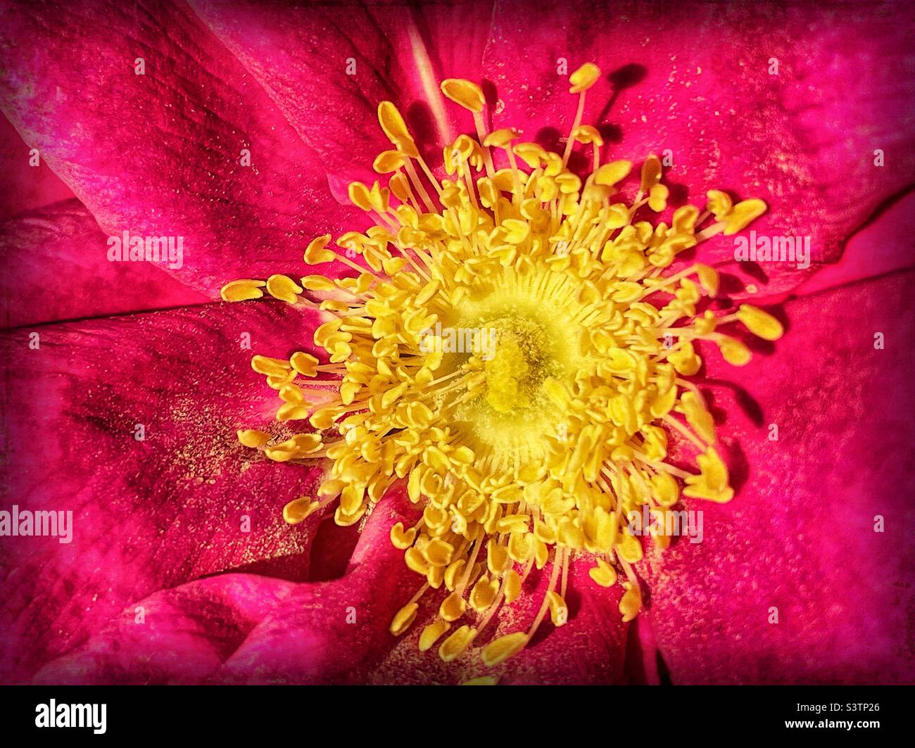 Close up detail of an old fashioned pink rugosa shrub rose Stock Photo ...