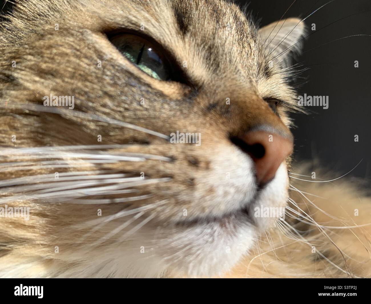 Sunshine cat hi-res stock photography and images - Alamy
