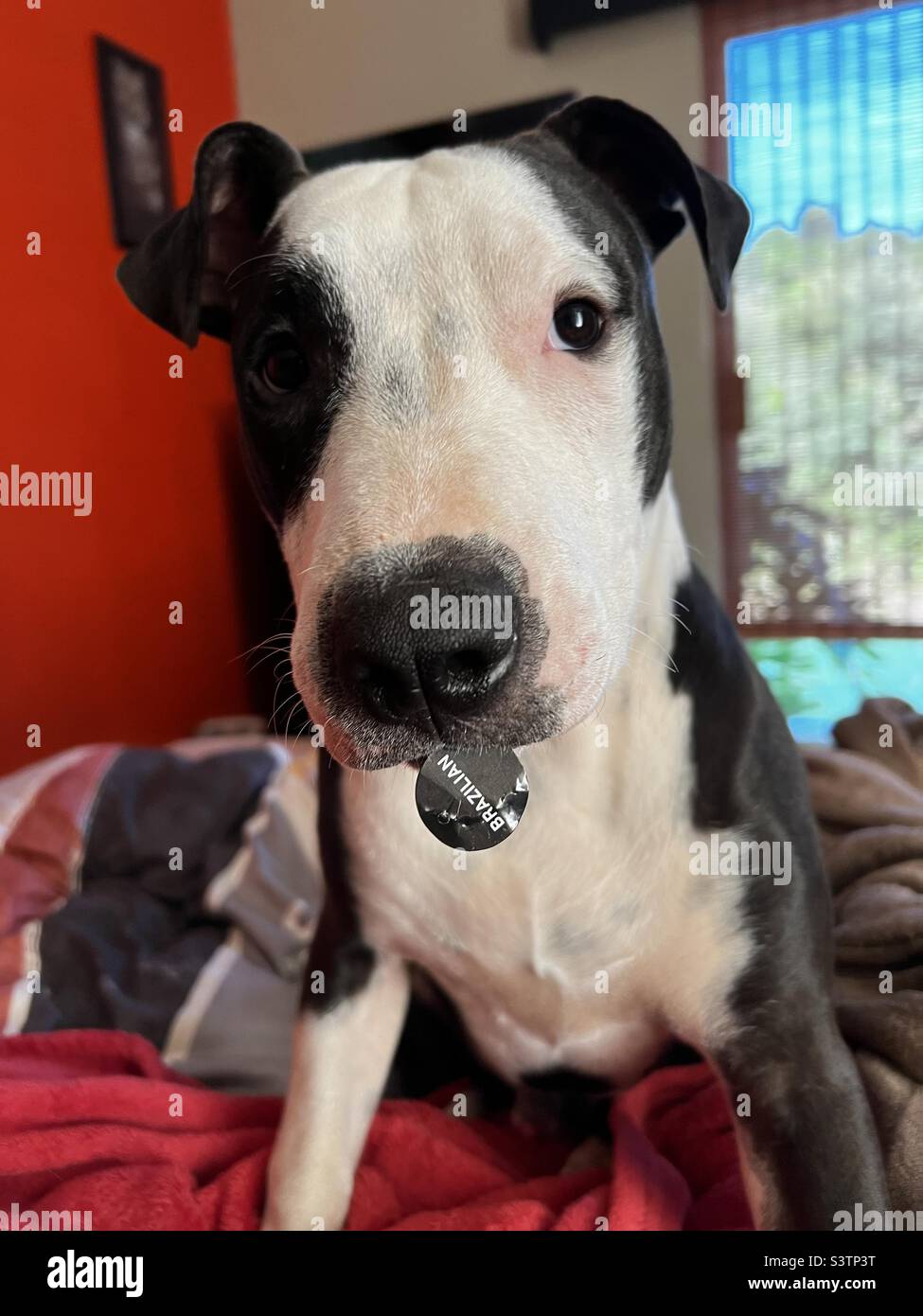 Pitbull x bull terrier hi-res stock photography and images - Alamy