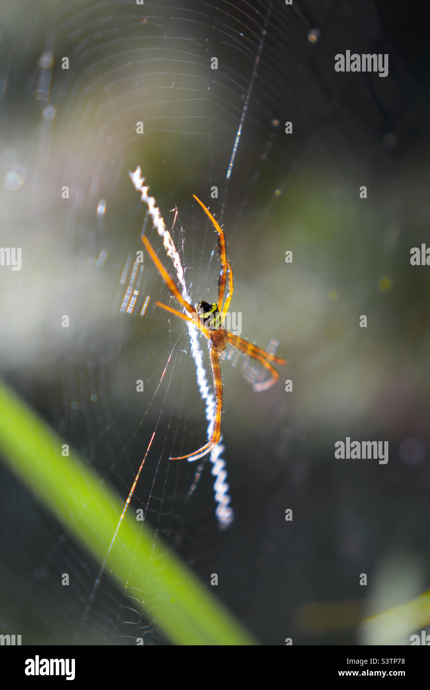 Animal food web hi-res stock photography and images - Alamy