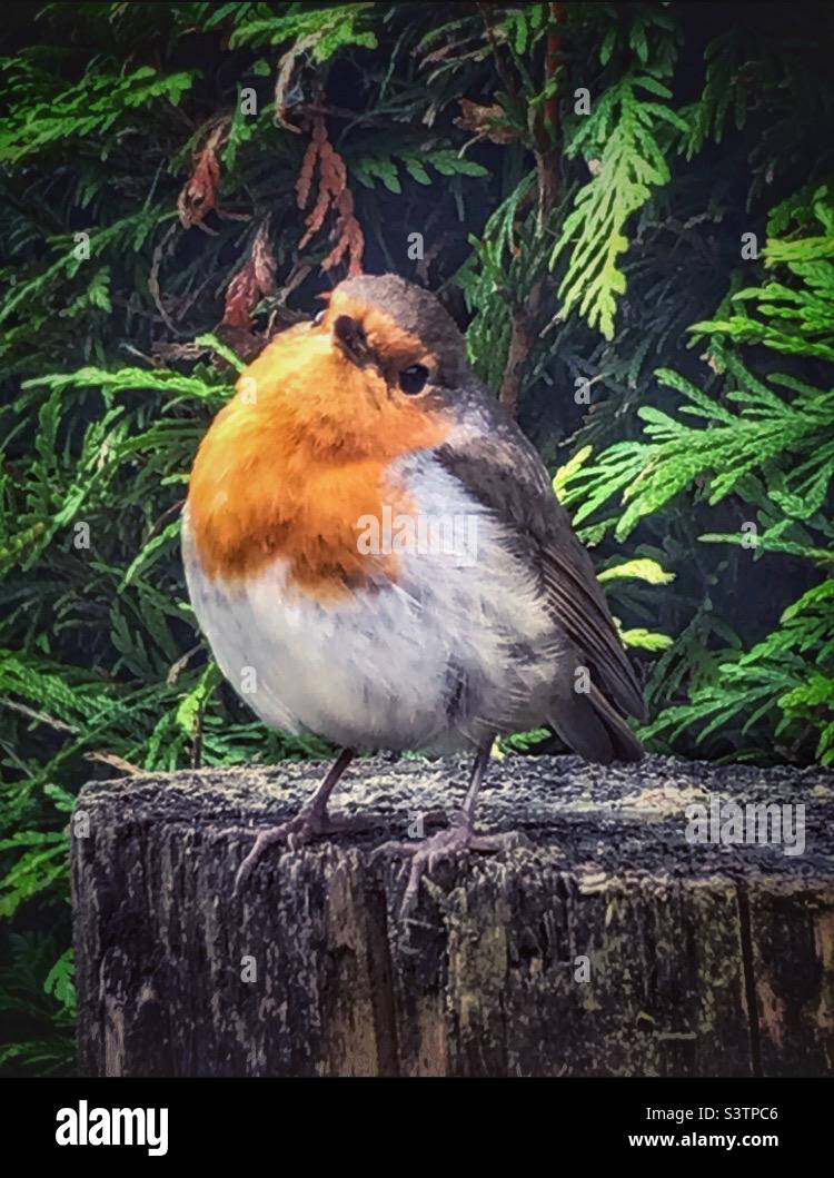 Robin cocking head hi-res stock photography and images - Alamy