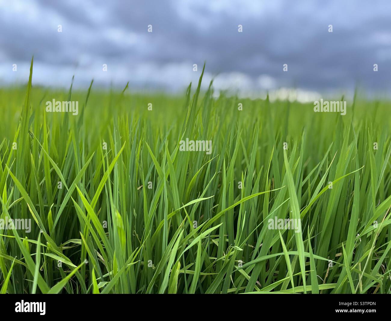 Padi paddy hi-res stock photography and images - Alamy
